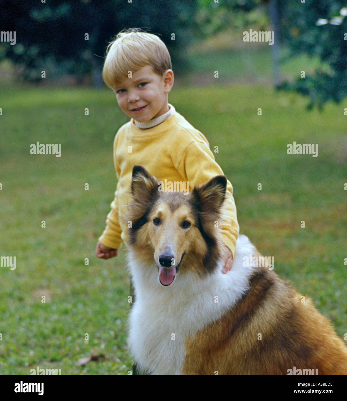 Collie dog boy hi-res stock photography and images - Alamy