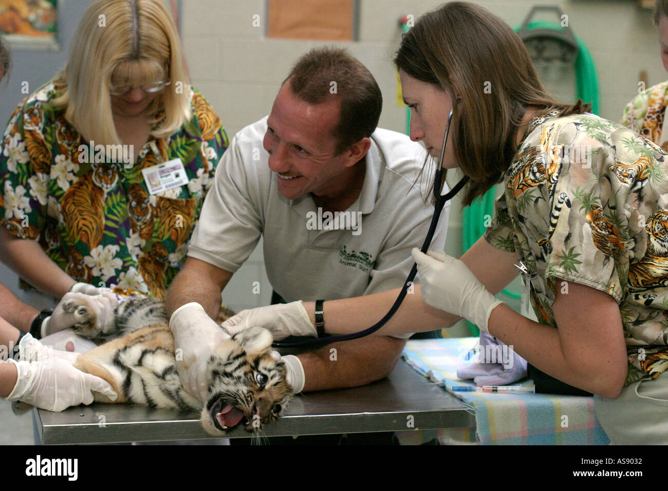 Veterinarians examine endangered Amur tiger cub at Detroit zoo Stock ...