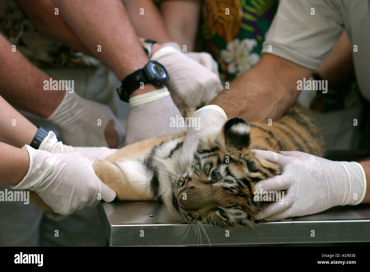 Veterinarians examine 9 week old endangered tiger cub at Detroit zoo ...
