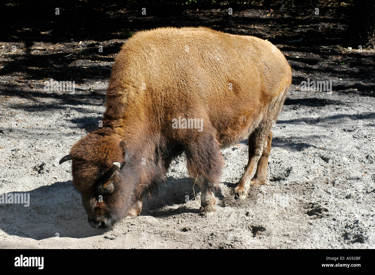 Bison american wild animal hi-res stock photography and images - Alamy