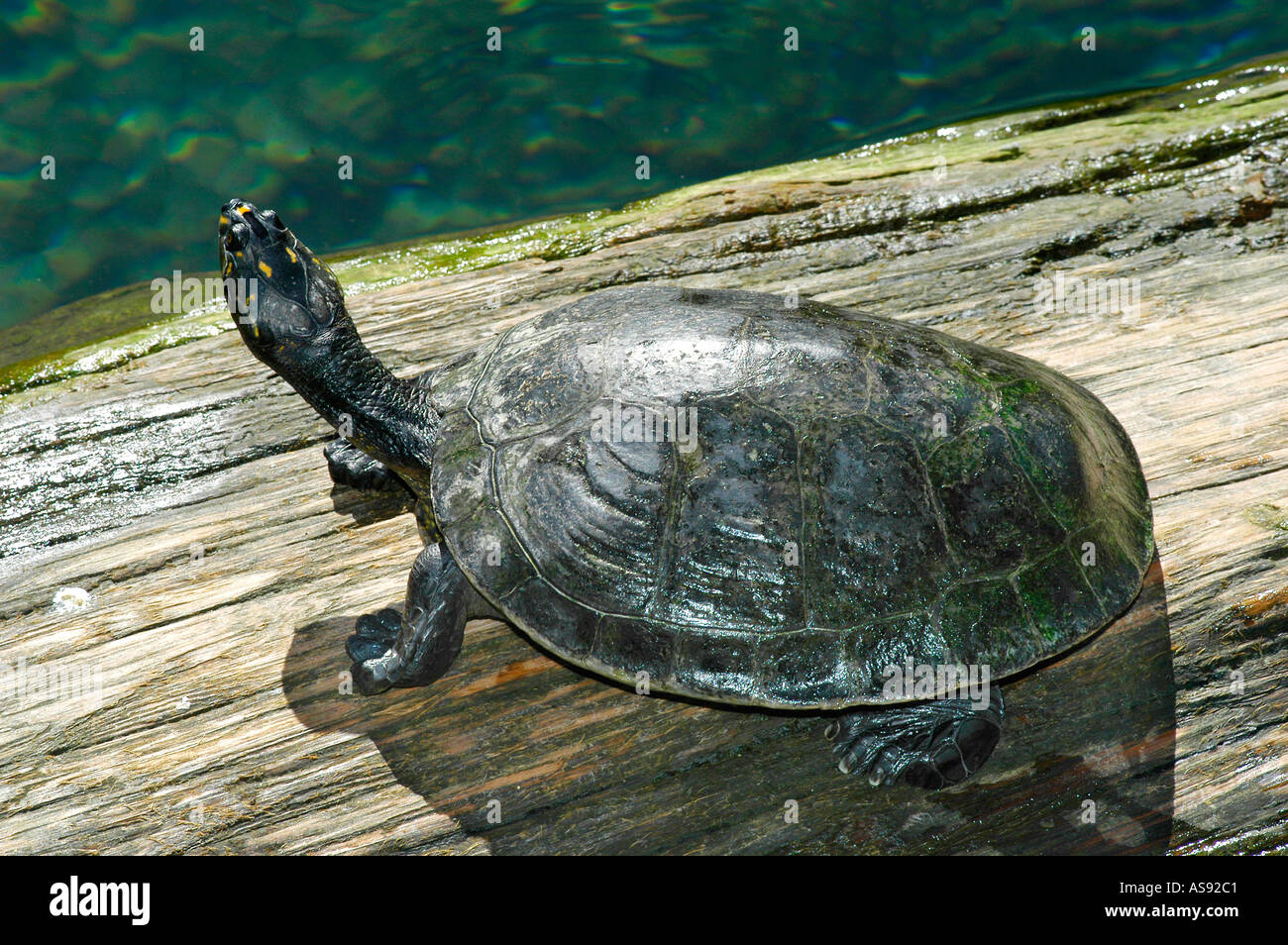 Patterned turtle hi-res stock photography and images - Alamy