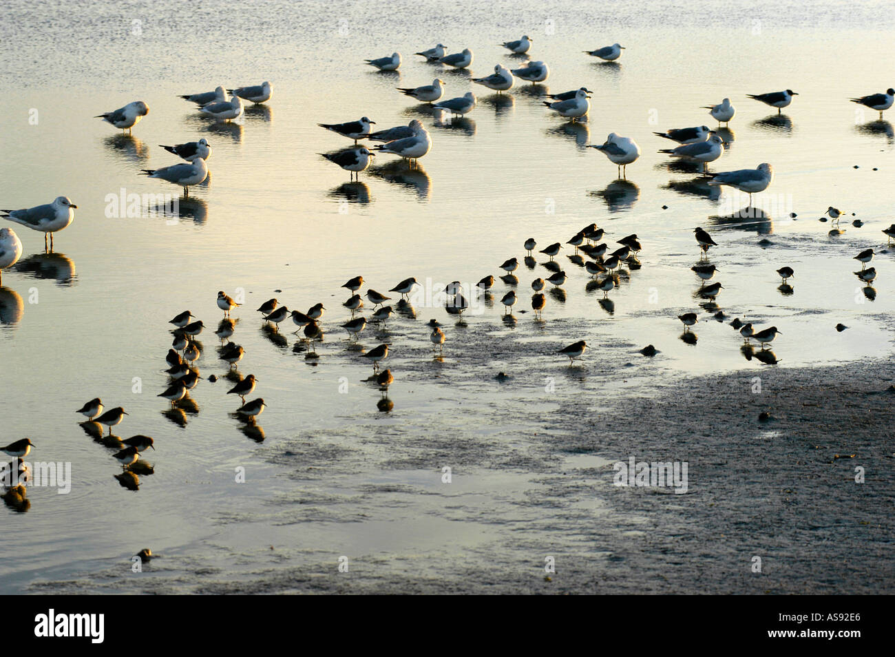 Sandpiper Birds Sift Through Florida Beach Sand for Food Stock Photo ...