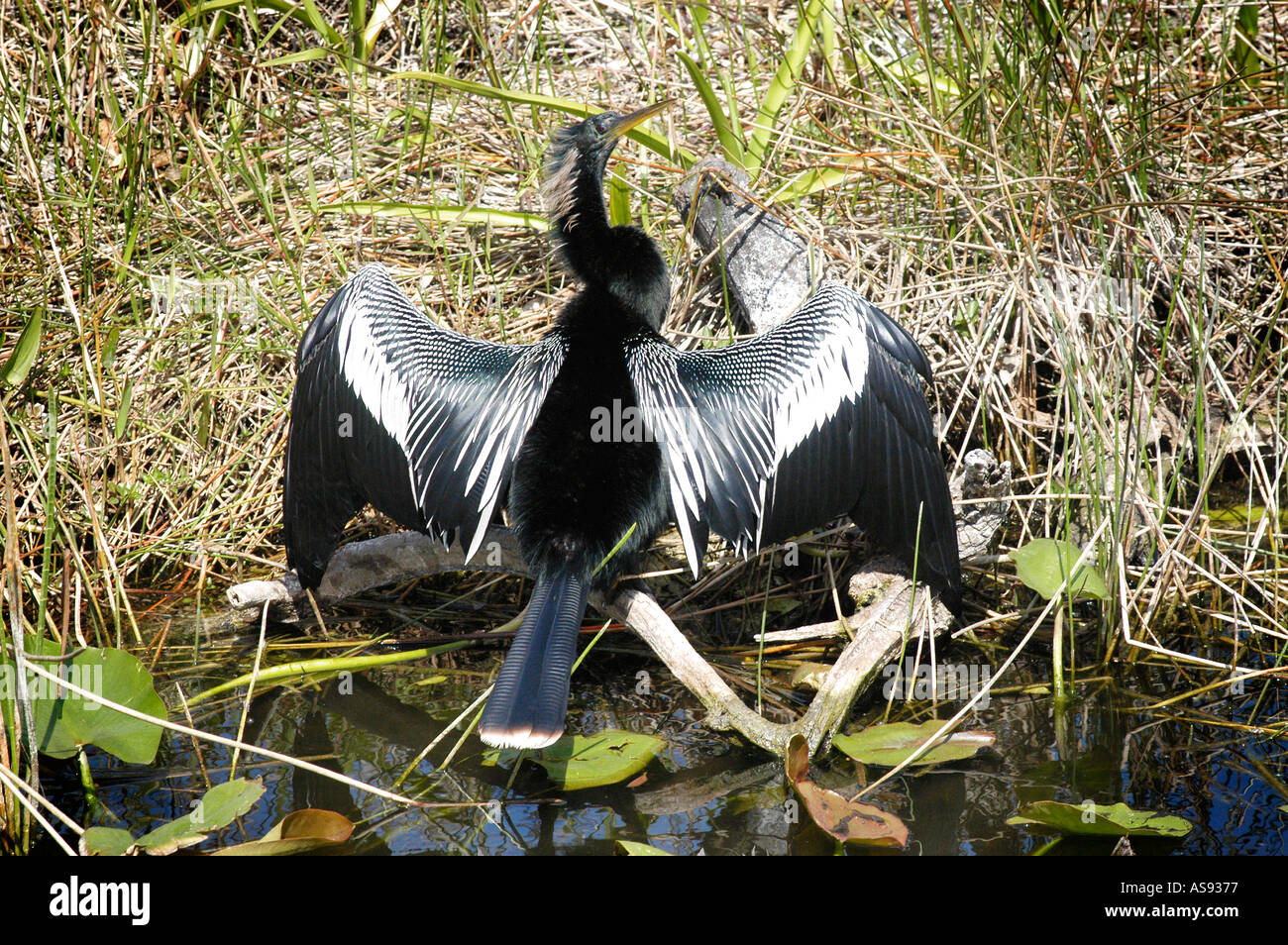 Everglades National Park Florida FL Ecosystem Stock Photo - Alamy