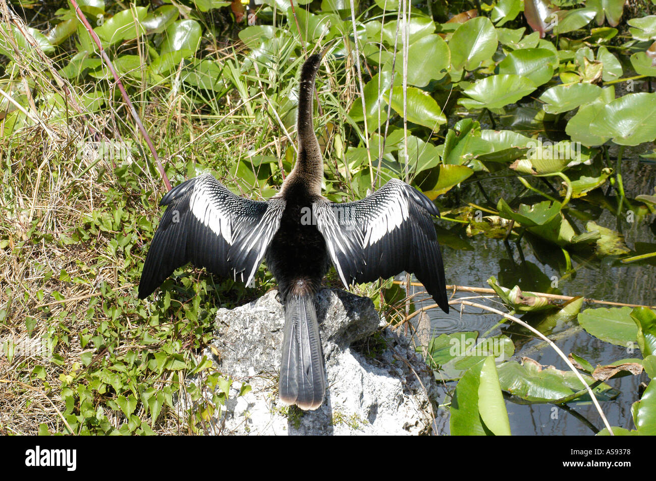Everglades National Park Florida FL Ecosystem Stock Photo - Alamy