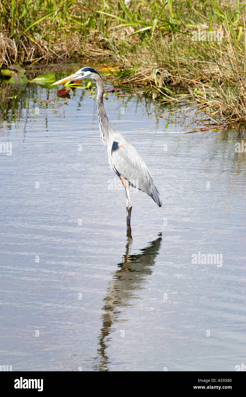 Everglades National Park Florida FL Ecosystem Stock Photo - Alamy