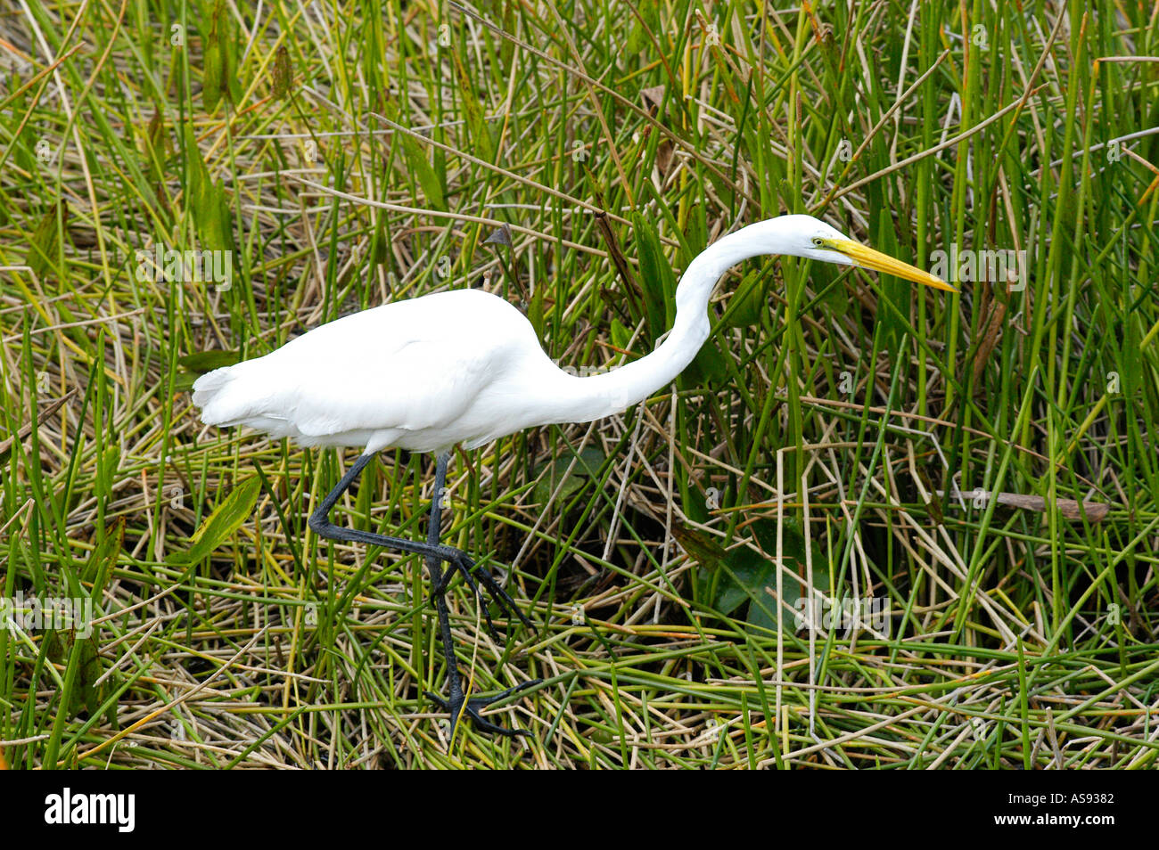 Everglades National Park Florida FL Ecosystem Stock Photo - Alamy