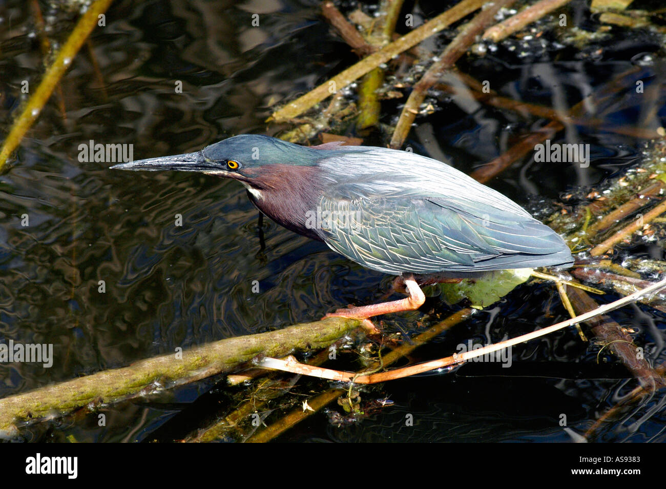 Everglades National Park Florida FL Ecosystem Stock Photo - Alamy