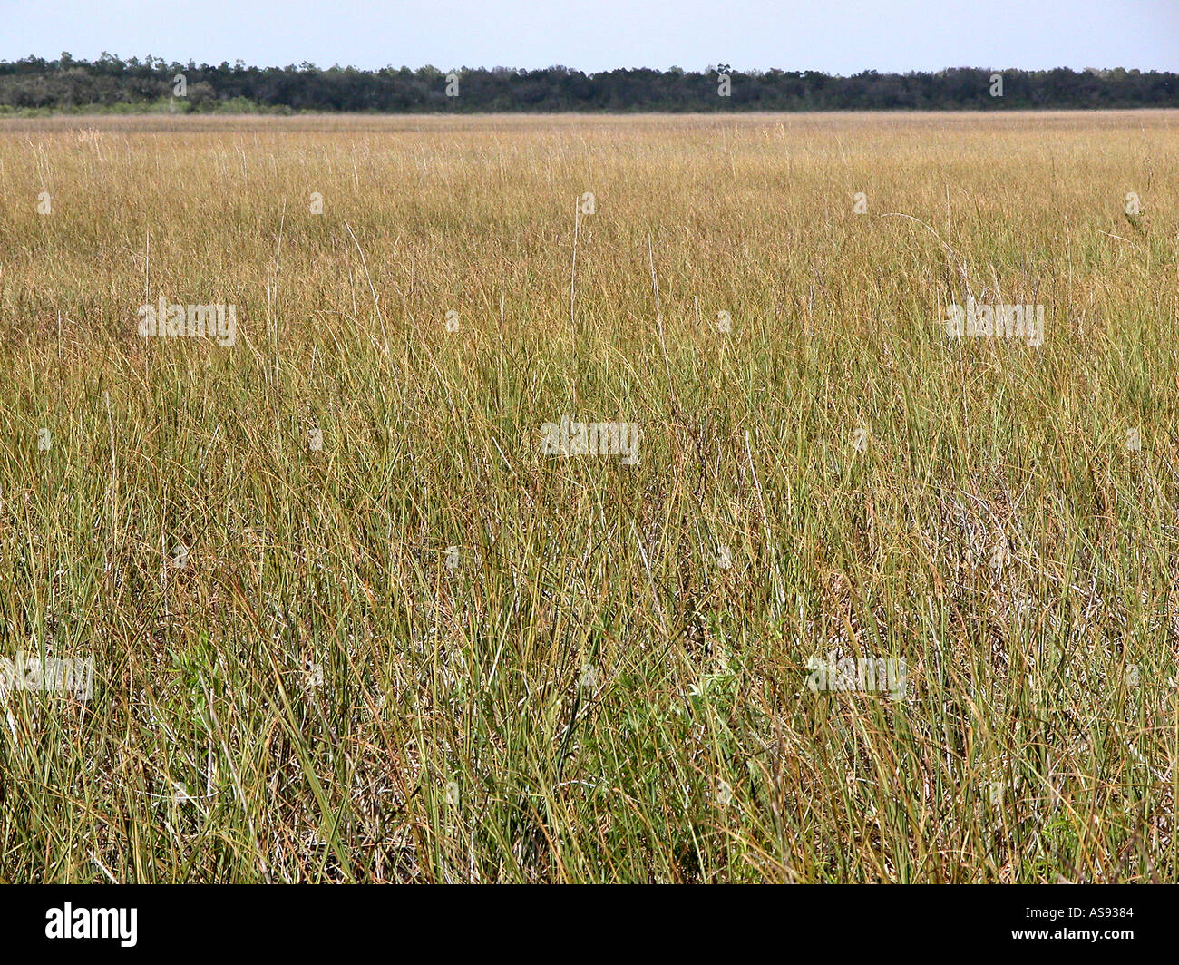 Everglades National Park Florida FL Ecosystem Stock Photo - Alamy