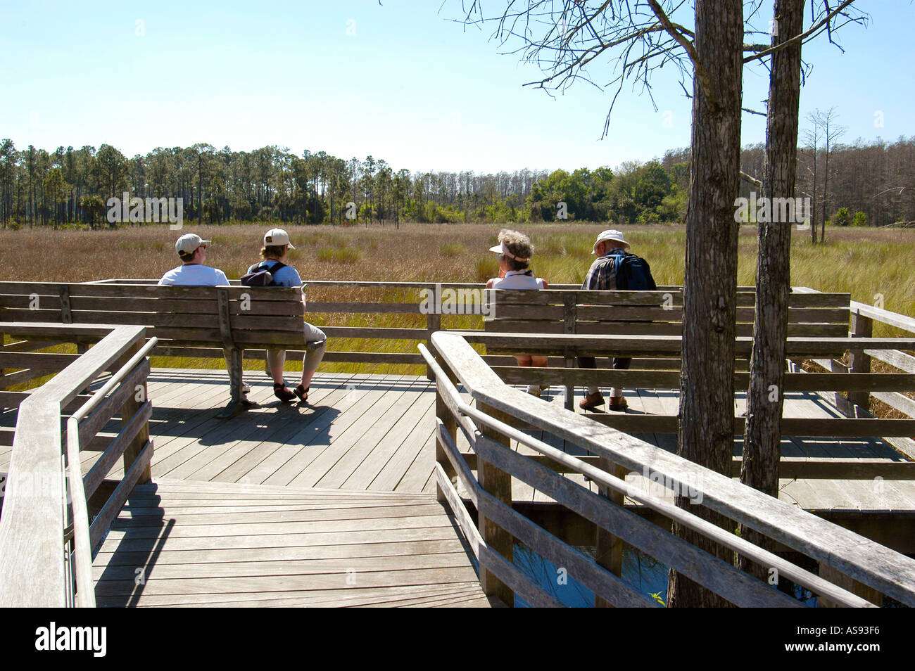 Corkscrew swamp sanctuary naples hi-res stock photography and images ...