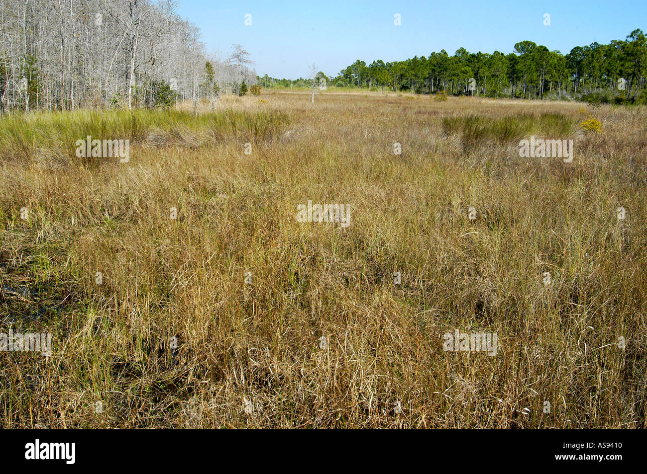 Corkscrew Swamp Sanctuary Naples Florida FL Stock Photo - Alamy
