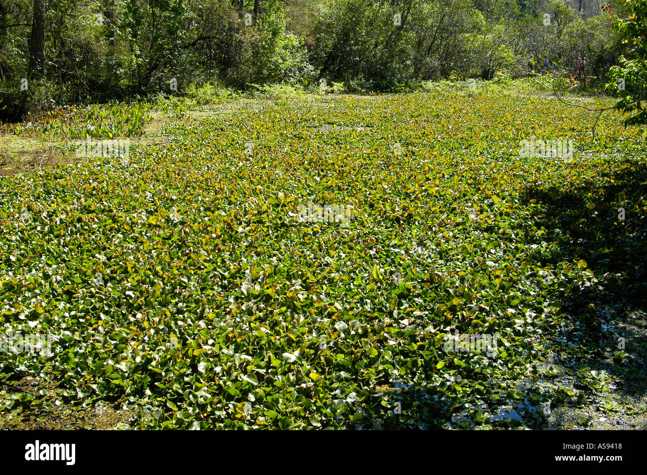Swamp cabbage florida hi-res stock photography and images - Alamy