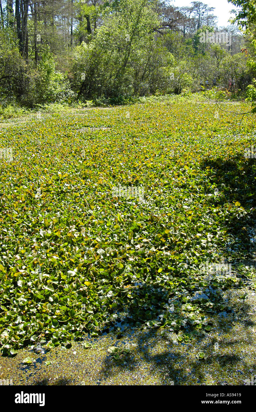 Swamp cabbage florida hi-res stock photography and images - Alamy