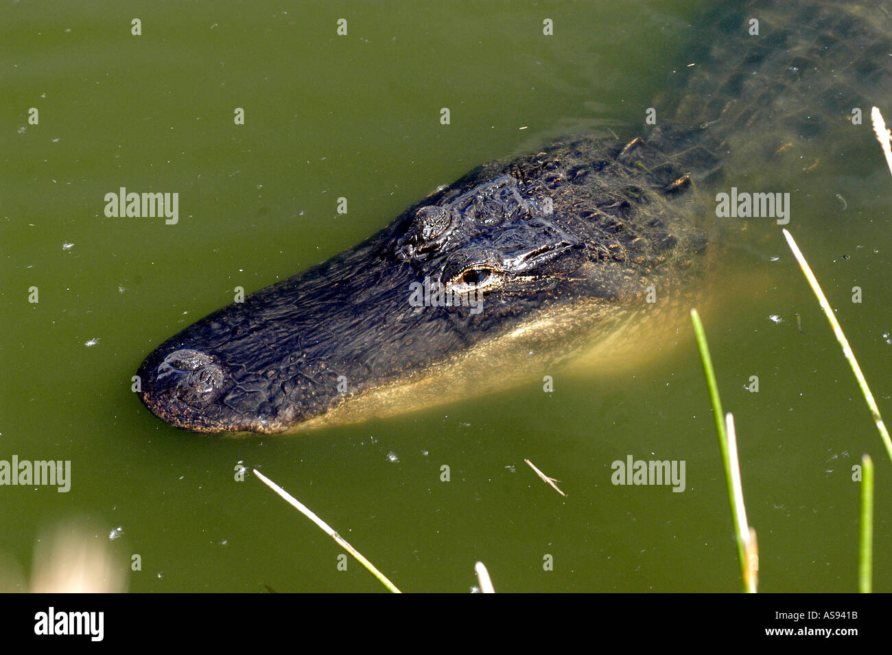 Everglades National Park Florida FL Ecosystem Stock Photo - Alamy