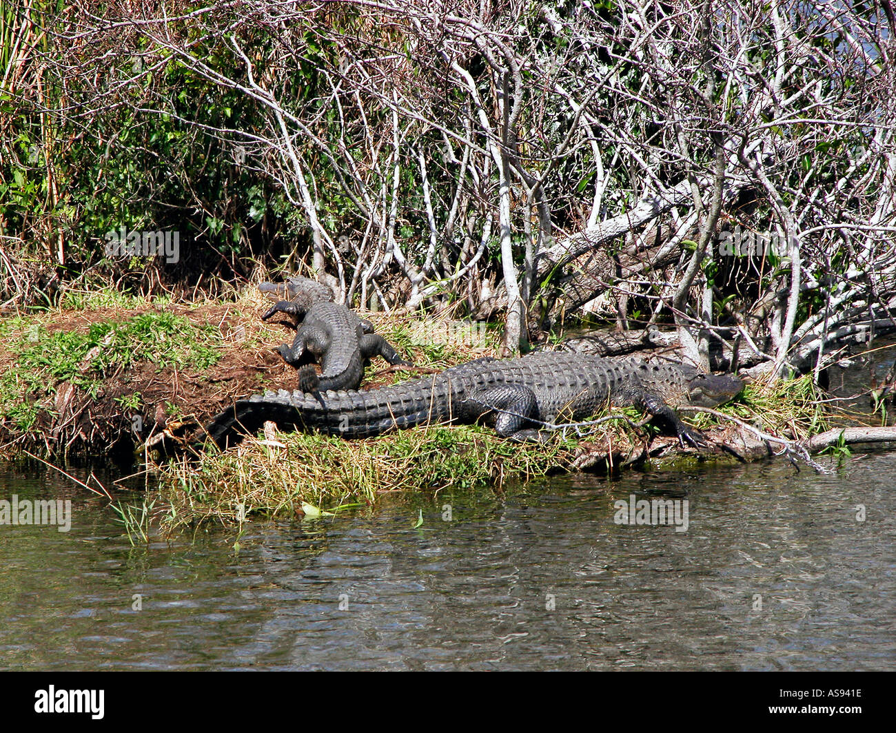 Everglades National Park Florida FL Ecosystem Stock Photo - Alamy