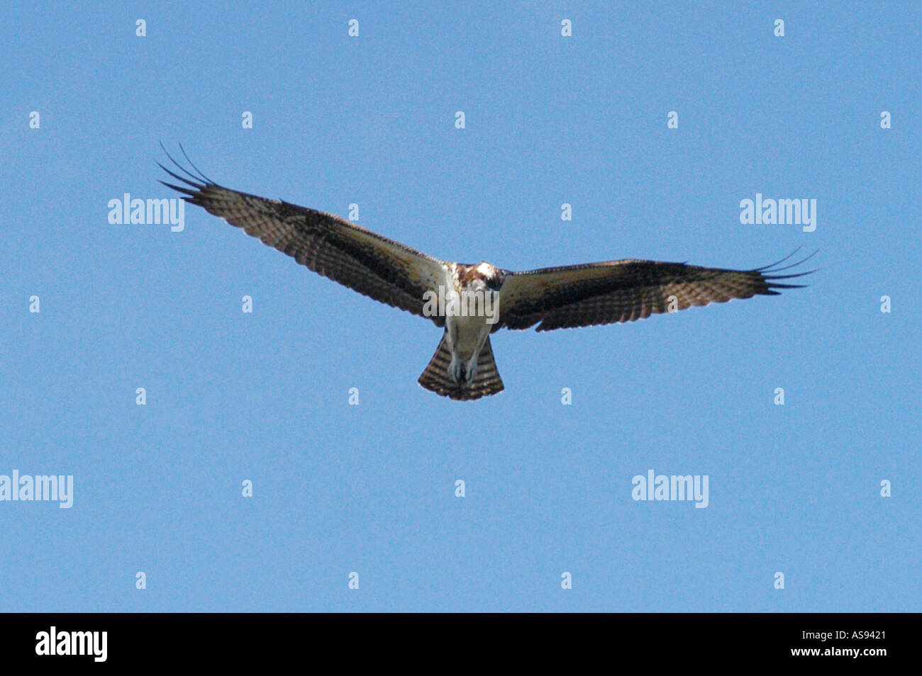 Everglades National Park Florida FL Ecosystem Stock Photo - Alamy