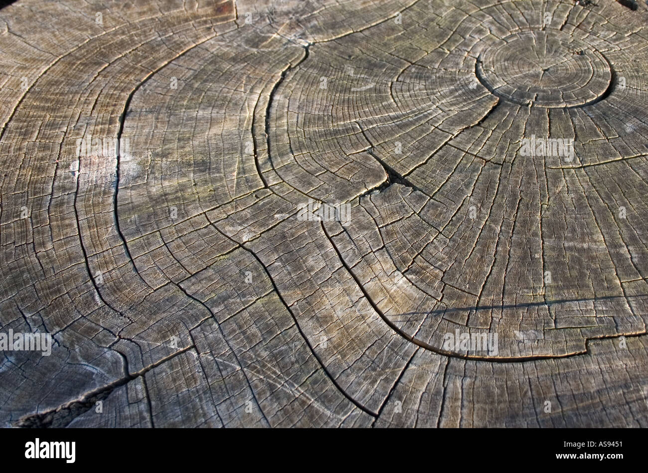 rings on a tree stump Stock Photo - Alamy