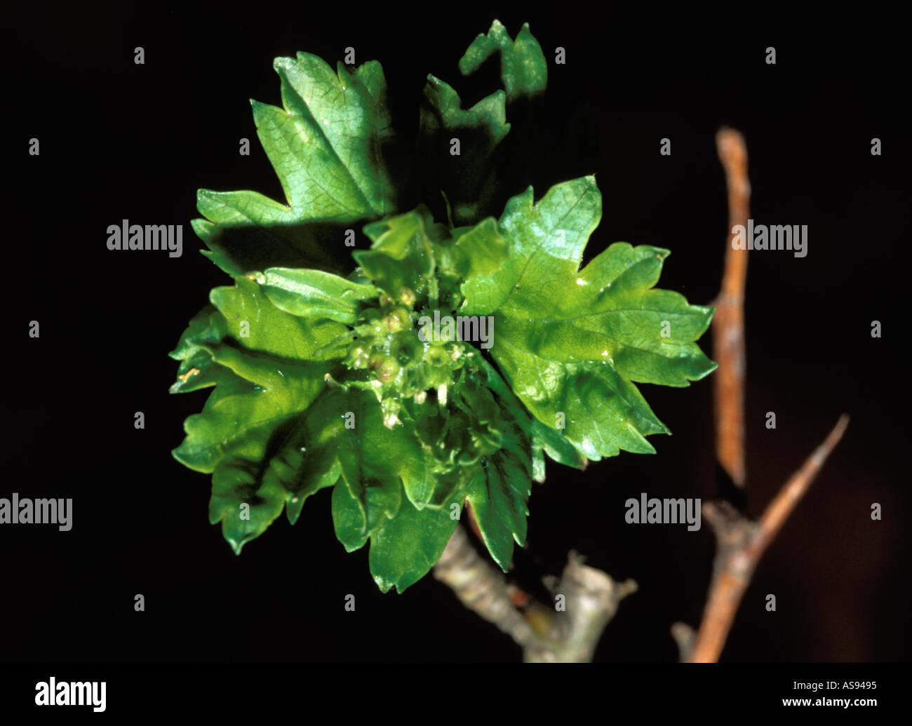 Wet leaf on branch hi-res stock photography and images - Alamy