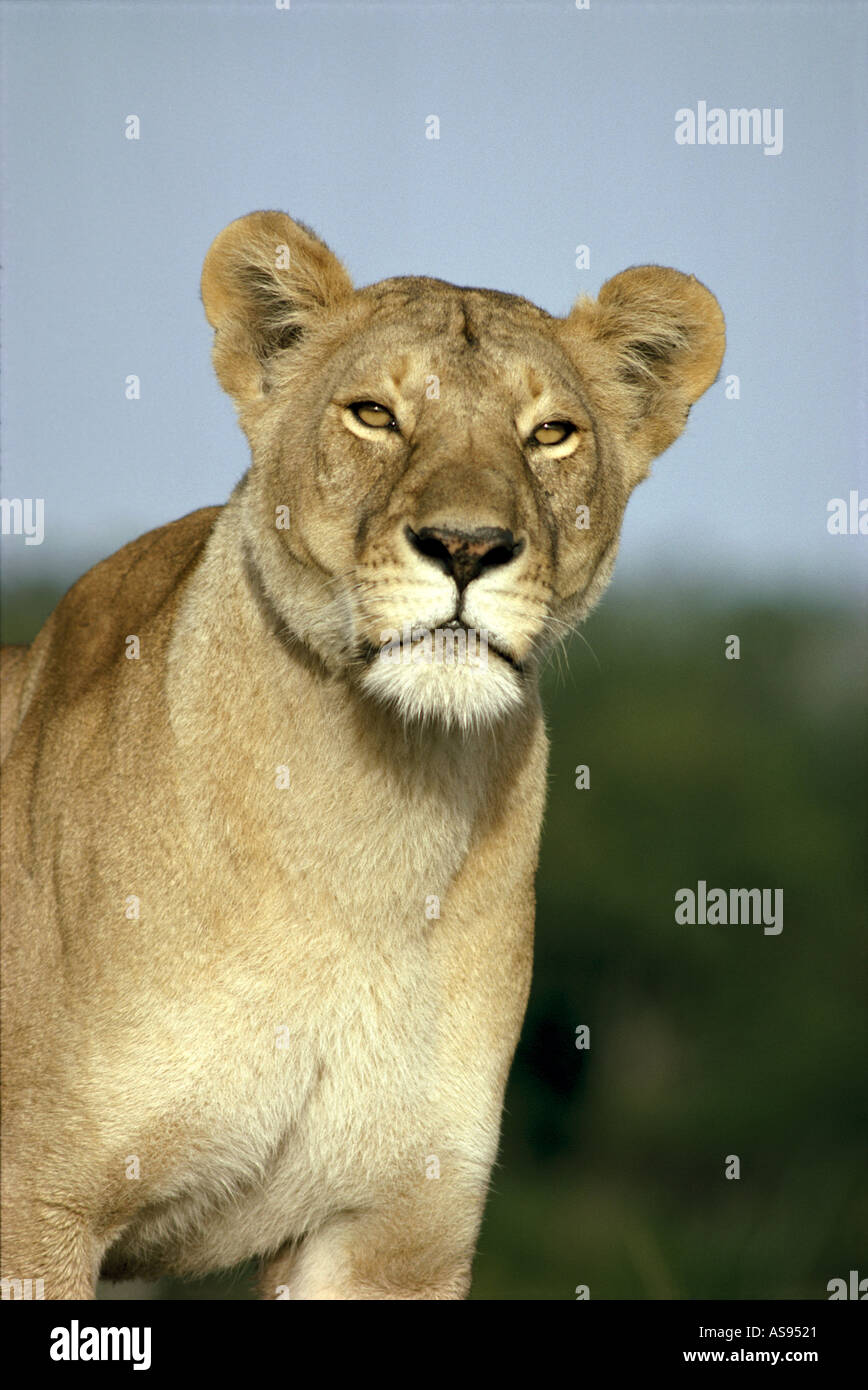 Portraitlioness hi-res stock photography and images - Alamy