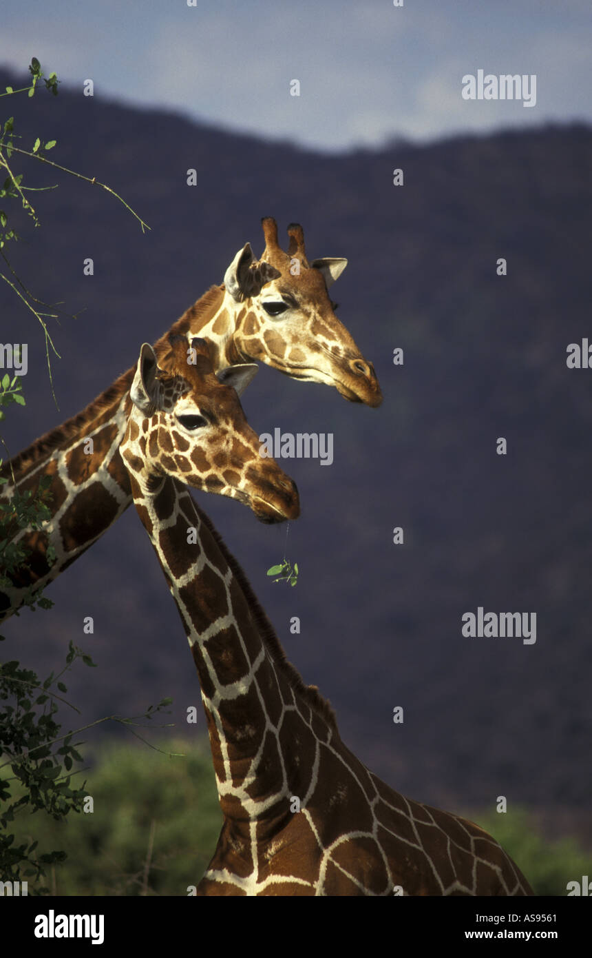 The heads and necks of two Reticulated Giraffes in Samburu National ...