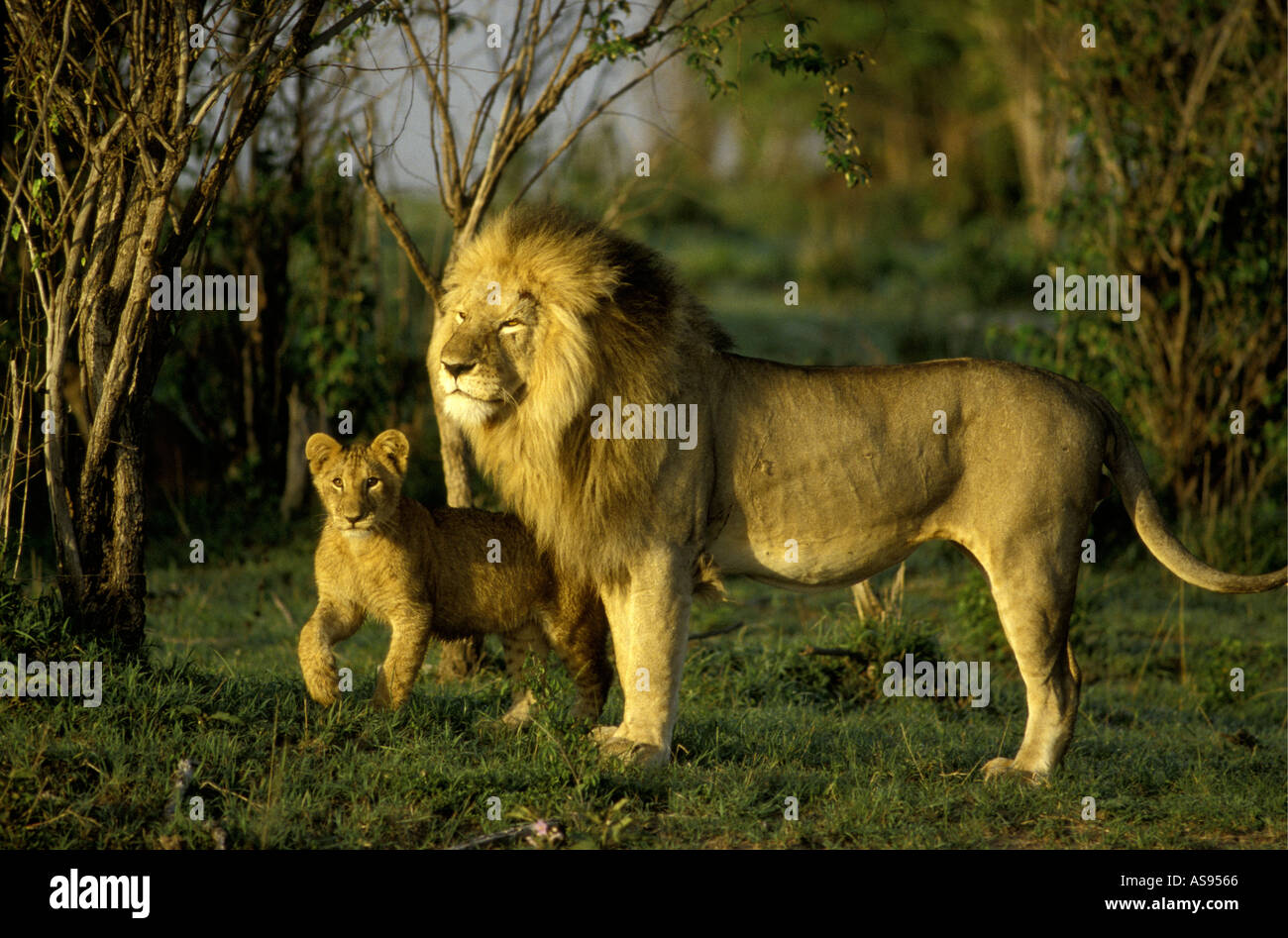 Mature male lion standing next to a young cub in the Masai Mara ...