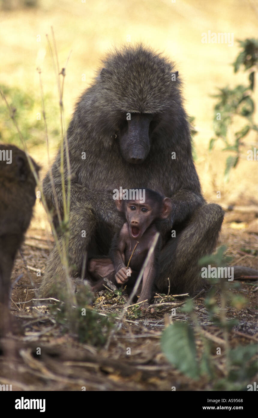 Monkey holding baby hi-res stock photography and images - Alamy