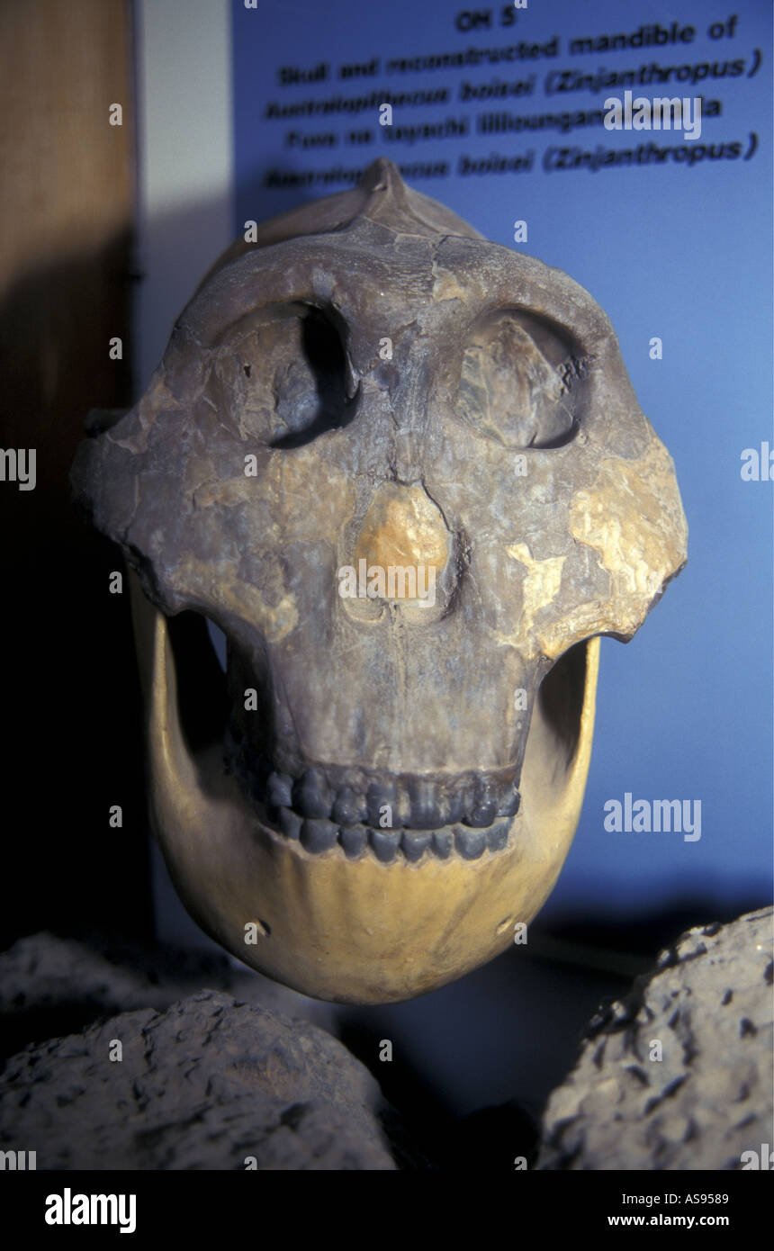 Reconstructed skull of Zinjanthropus man or Australopithecus boisei ...