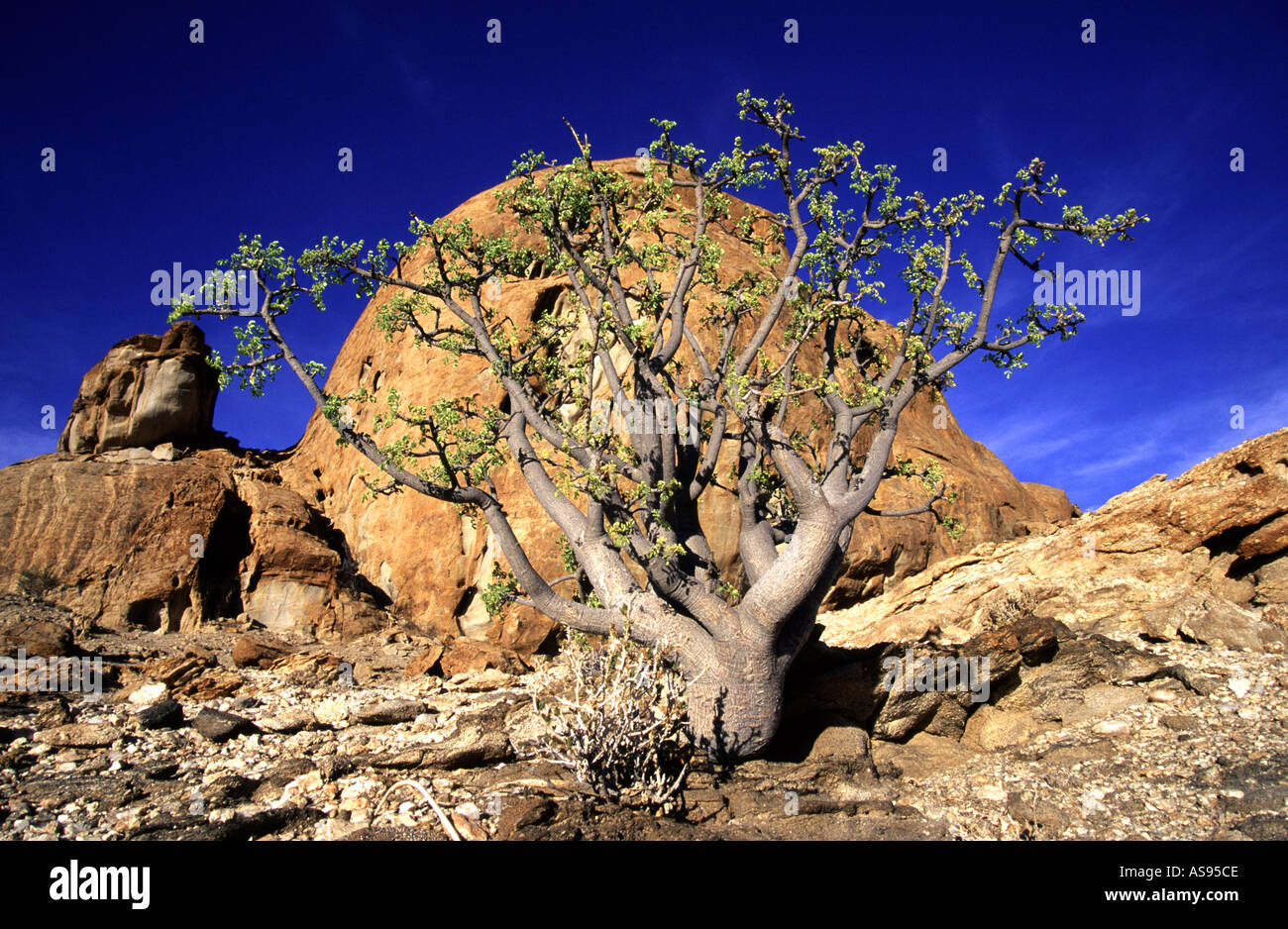 Rocky outcrop and hardy plant in the Namib desert Namibia Stock Photo ...