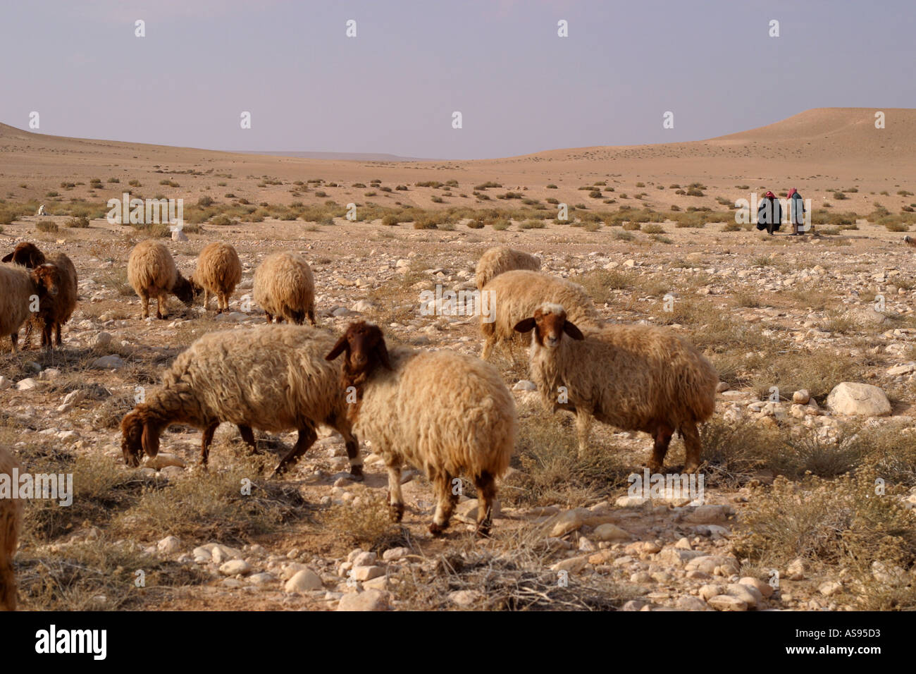 Sheep in Rasafa Stock Photo - Alamy