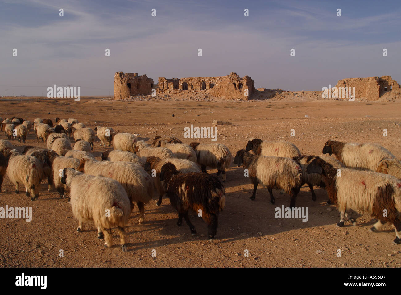 Sheep in Rasafa Stock Photo - Alamy