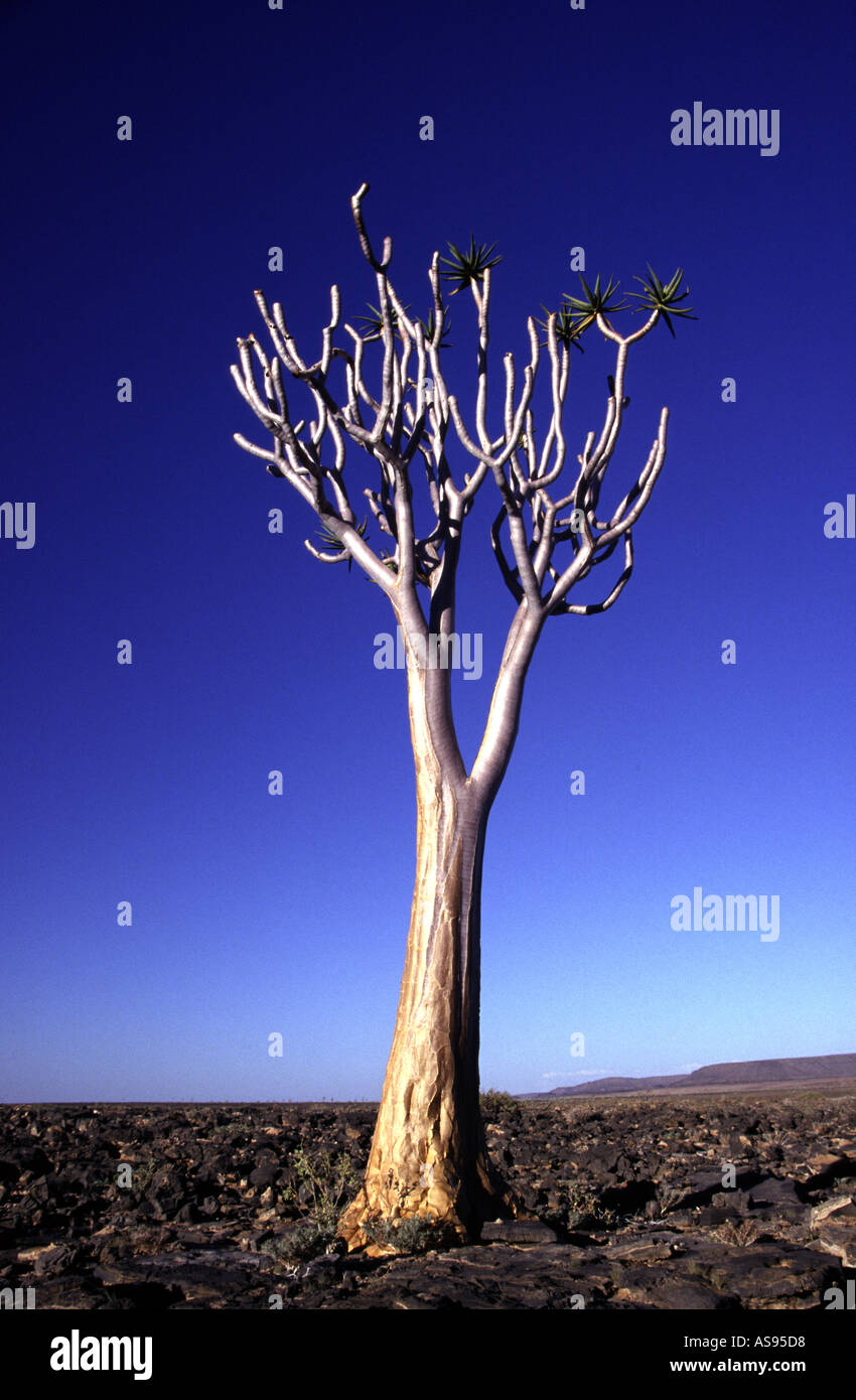 Quiver Tree Kokerboom in Namibia Stock Photo - Alamy