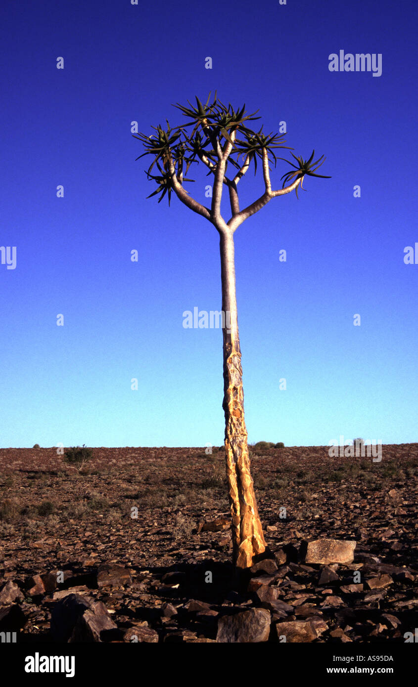 Quiver Tree Kokerboom in Namibia Stock Photo - Alamy