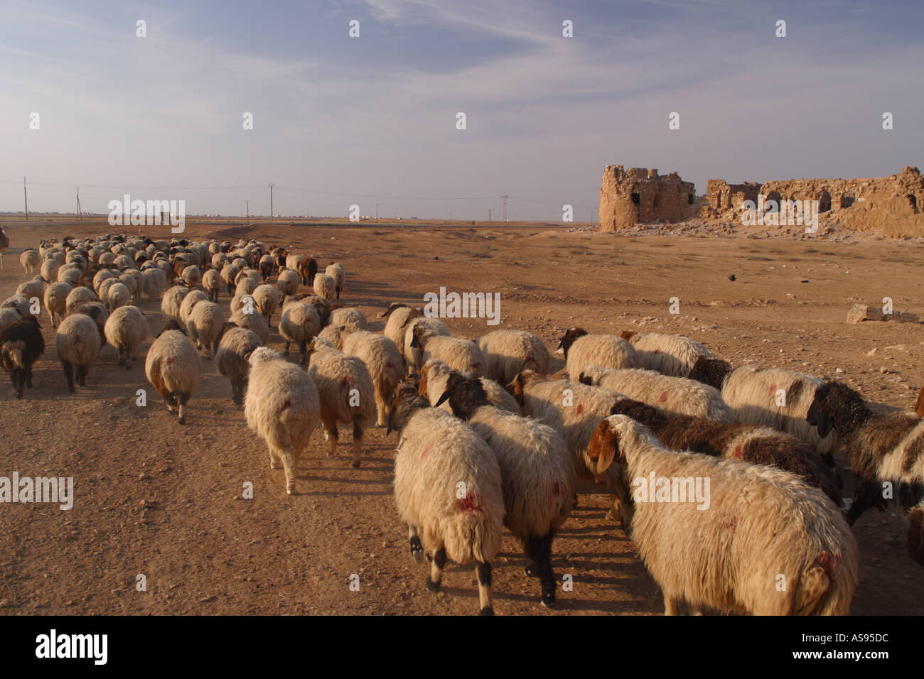 Sheep in Rasafa Stock Photo - Alamy
