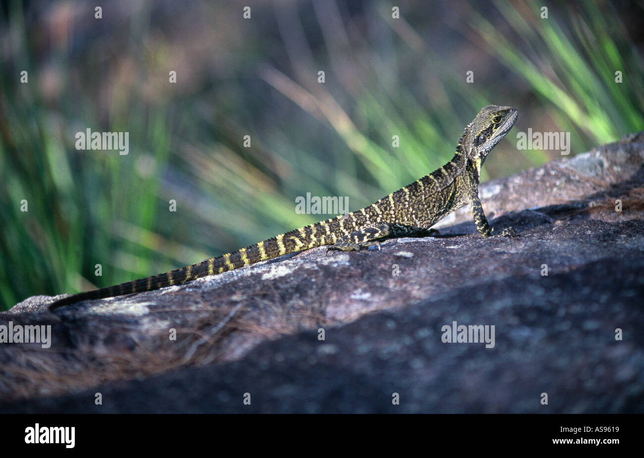 Sydney NSW Australia Garigal National Park Lizard Stock Photo - Alamy