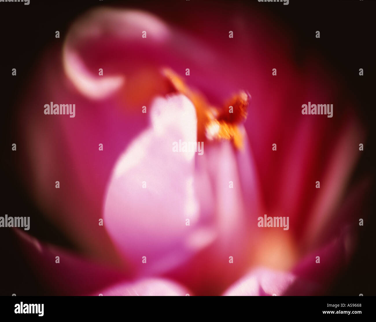 Luminous flower head Stock Photo - Alamy