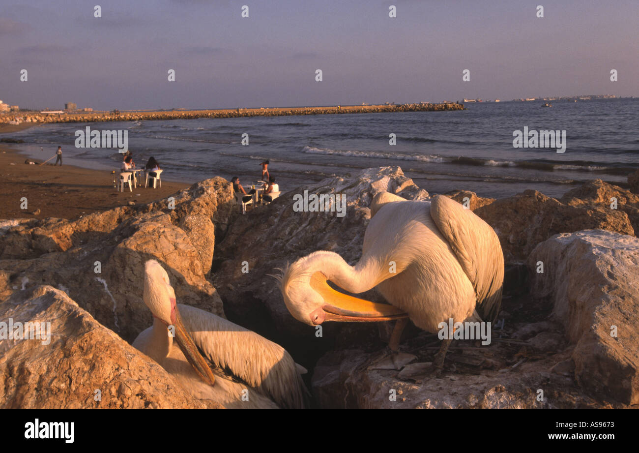 Tartous port hi-res stock photography and images - Alamy