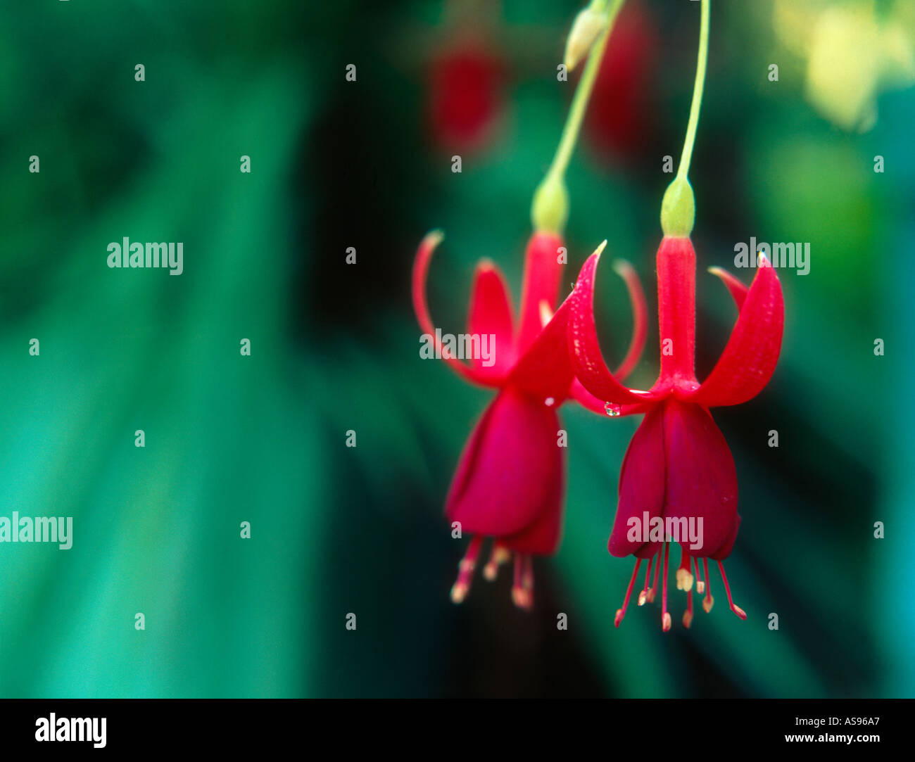 red pendulous blossoms Stock Photo - Alamy