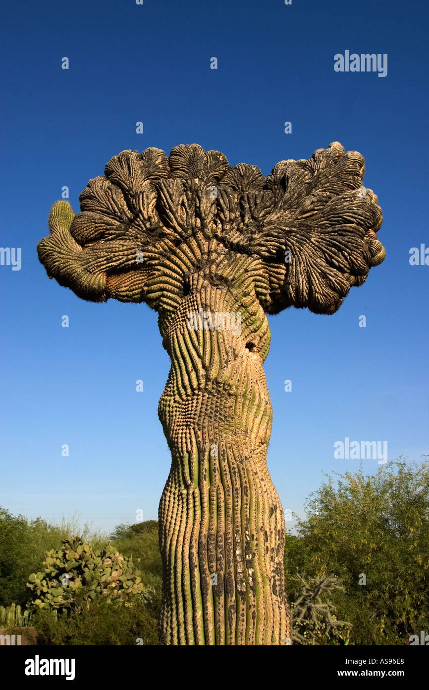 Cactus phoenix botanical garden arizona hi-res stock photography and ...