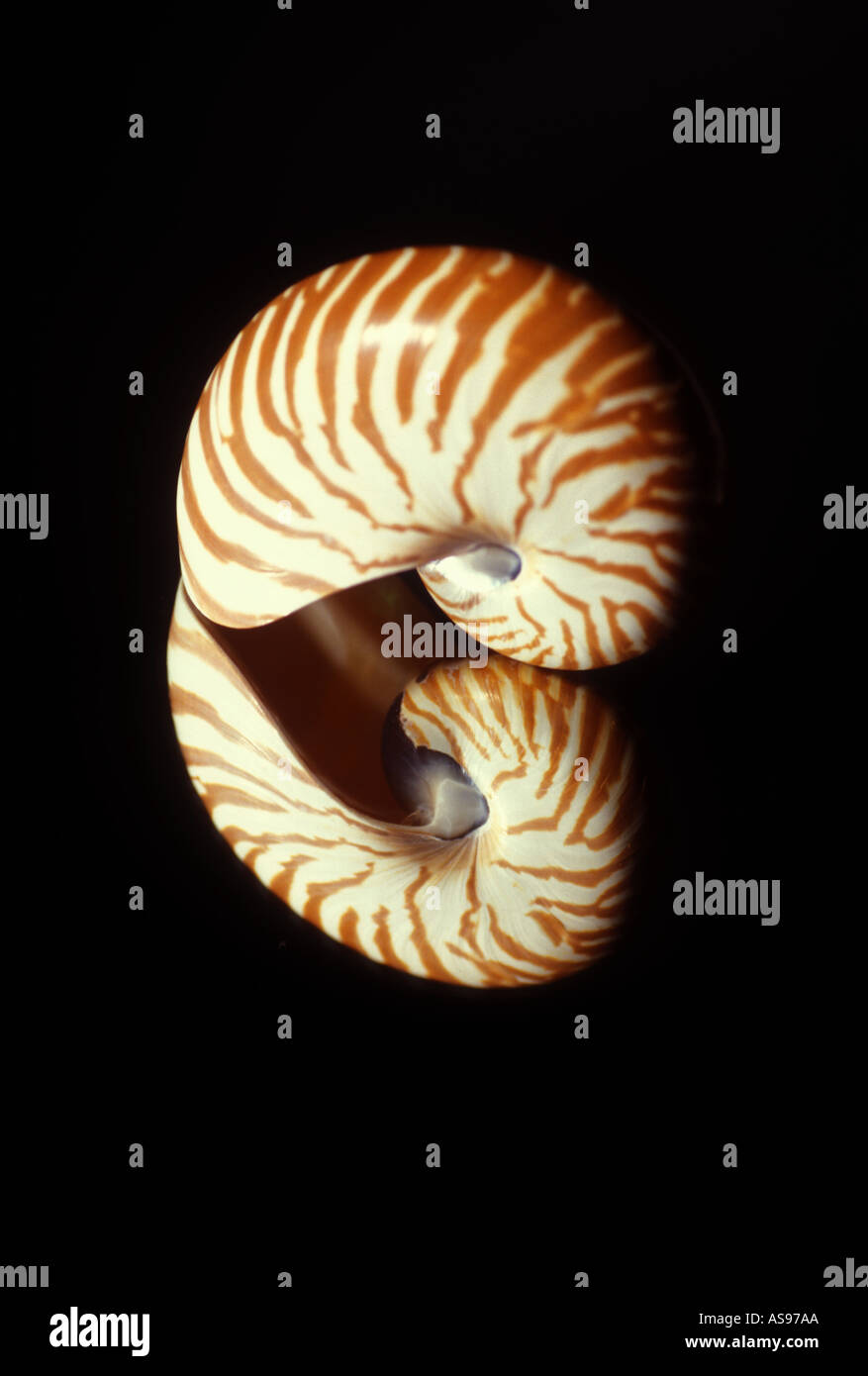 CHAMBERED NAUTILUS MACROMPHALUS CEPHALOPOD CEPHALOPODA INVERTEBRATE ...