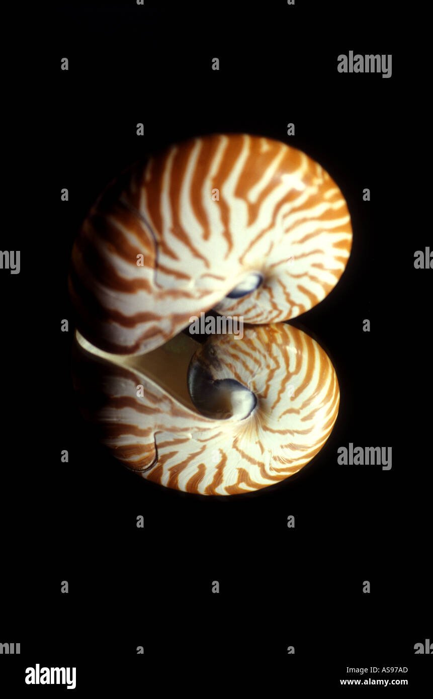 CHAMBERED NAUTILUS MACROMPHALUS CEPHALOPOD CEPHALOPODA INVERTEBRATE ...
