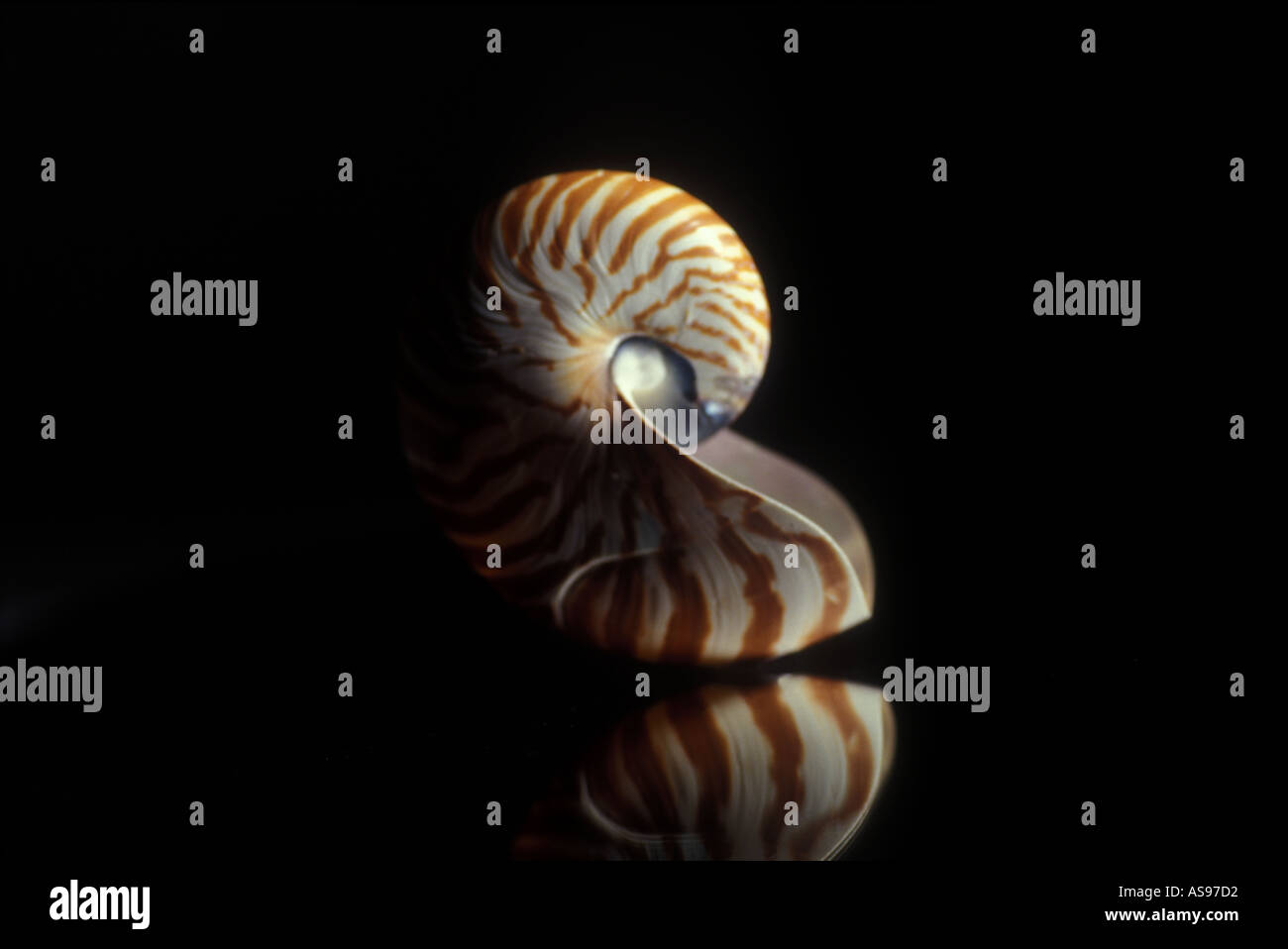 CHAMBERED NAUTILUS MACROMPHALUS CEPHALOPOD CEPHALOPODA INVERTEBRATE ...