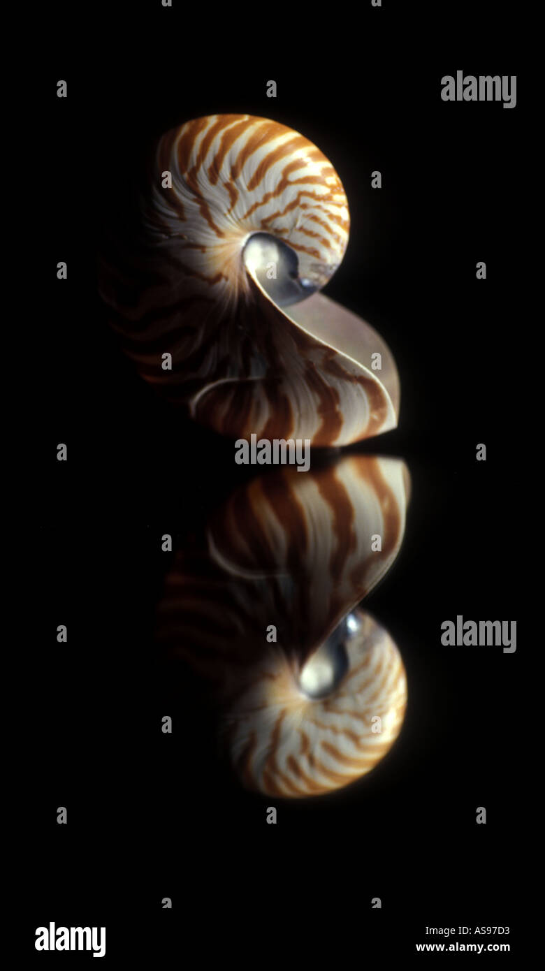 CHAMBERED NAUTILUS MACROMPHALUS CEPHALOPOD CEPHALOPODA INVERTEBRATE ...