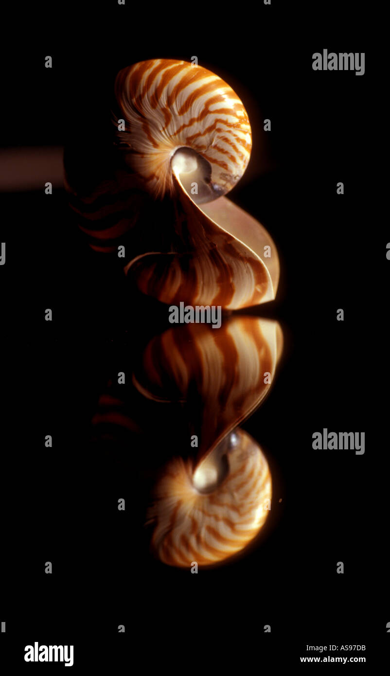 CHAMBERED NAUTILUS MACROMPHALUS CEPHALOPOD CEPHALOPODA INVERTEBRATE ...