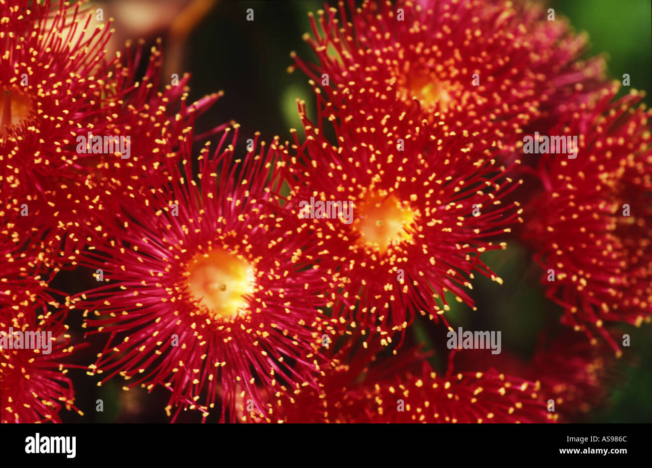 Swamp bloodwood tree australia hi-res stock photography and images - Alamy