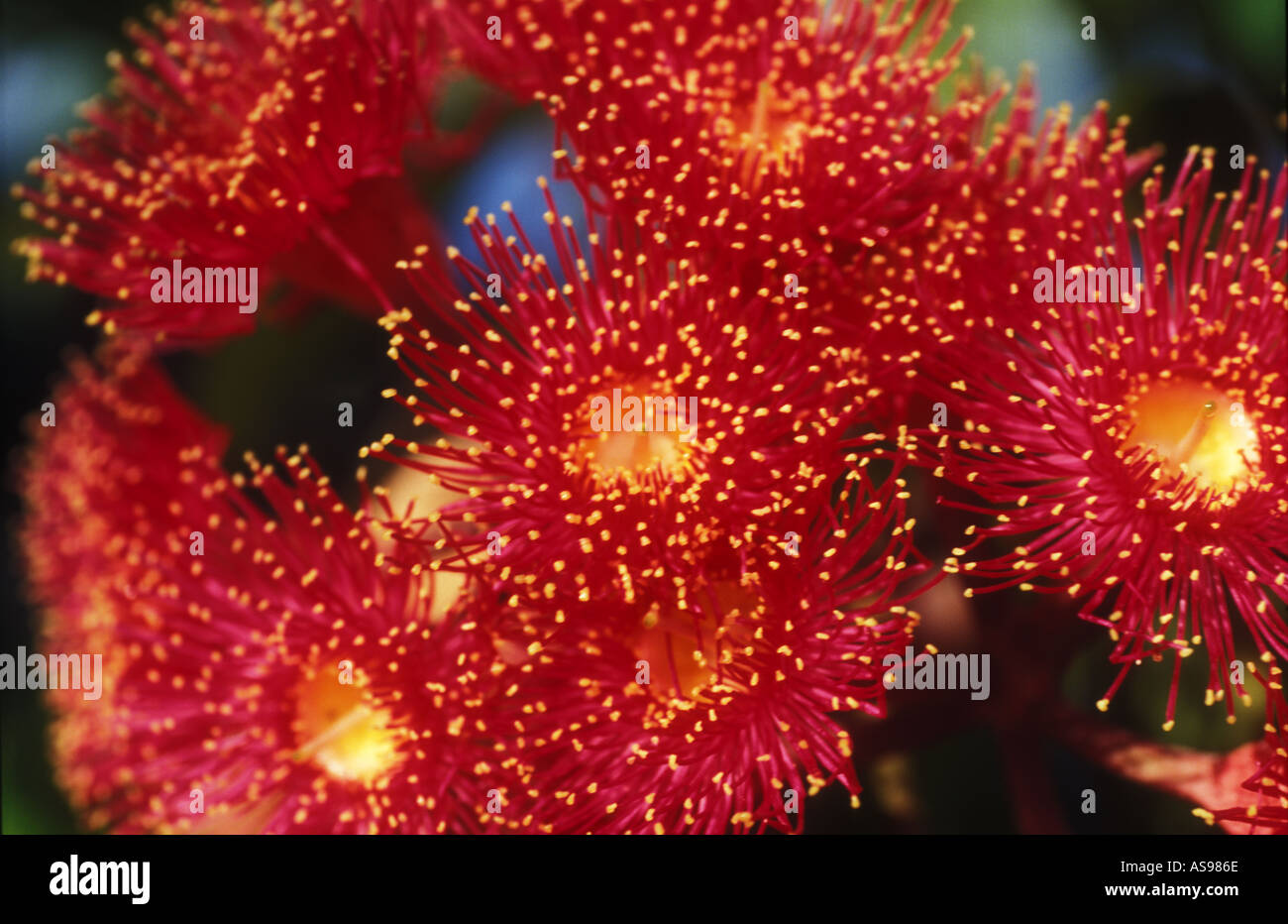 Swamp bloodwood tree australia hi-res stock photography and images - Alamy