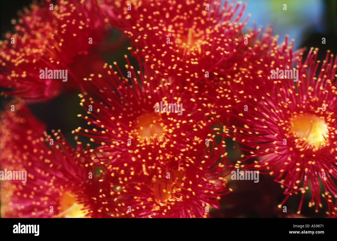 Swamp bloodwood tree australia hi-res stock photography and images - Alamy