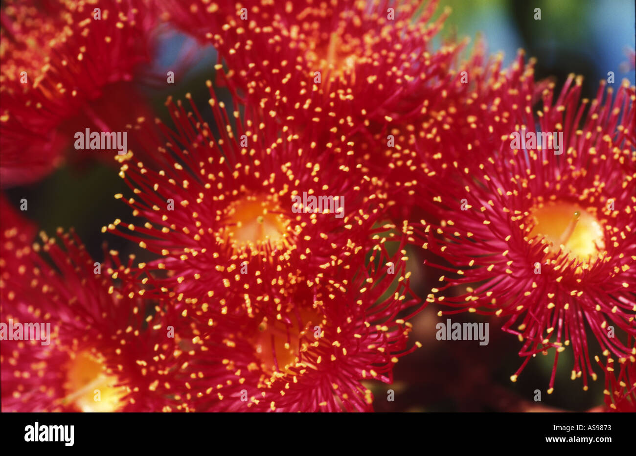 Swamp bloodwood tree australia hi-res stock photography and images - Alamy