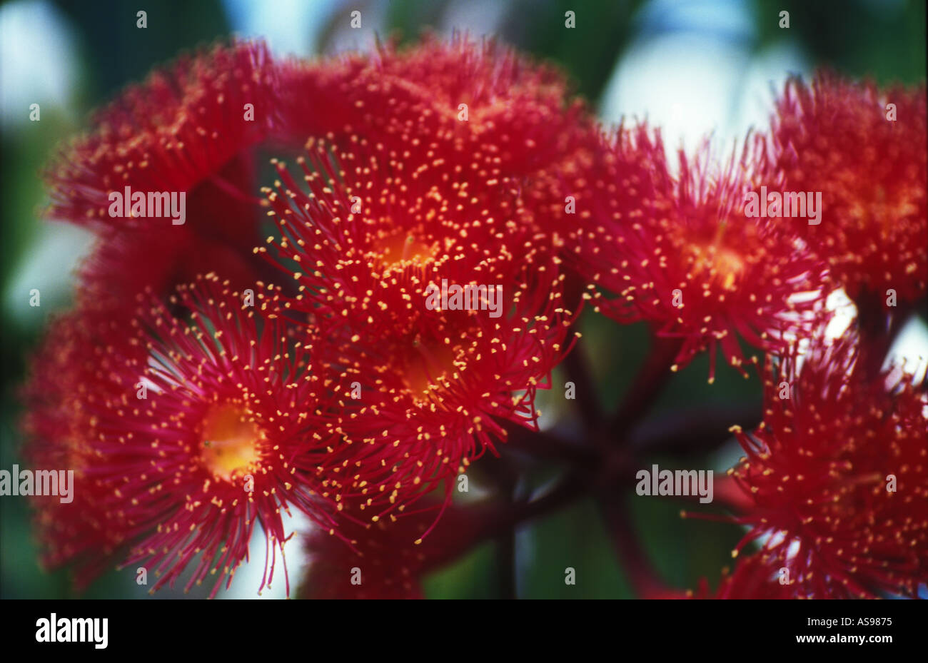 Swamp bloodwood tree australia hi-res stock photography and images - Alamy