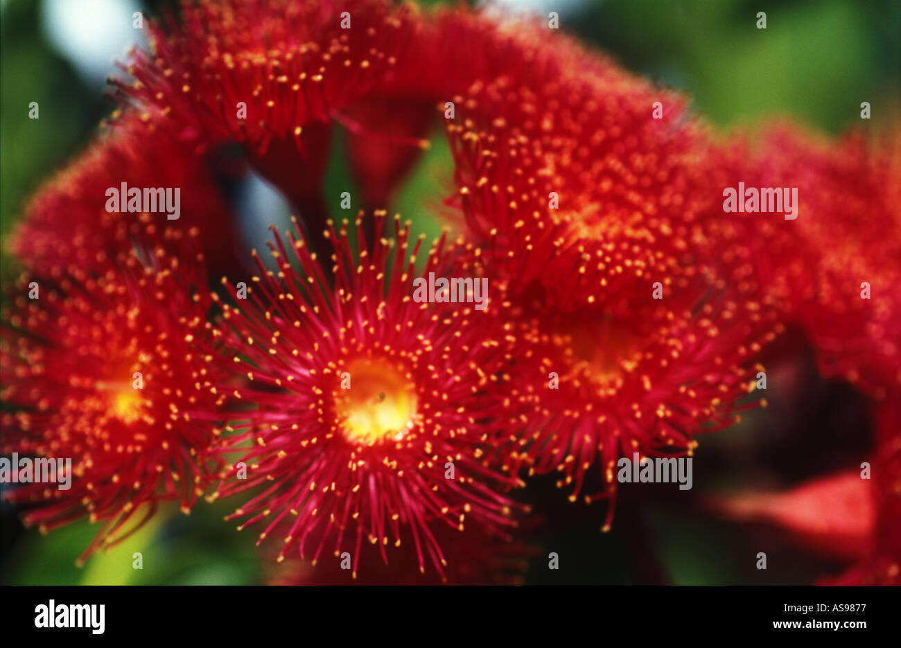 Swamp bloodwood tree australia hi-res stock photography and images - Alamy