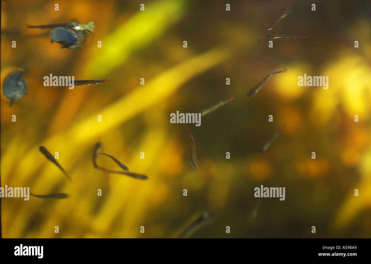 Australian fresh water snail in garden pond cilnging to the surface of ...