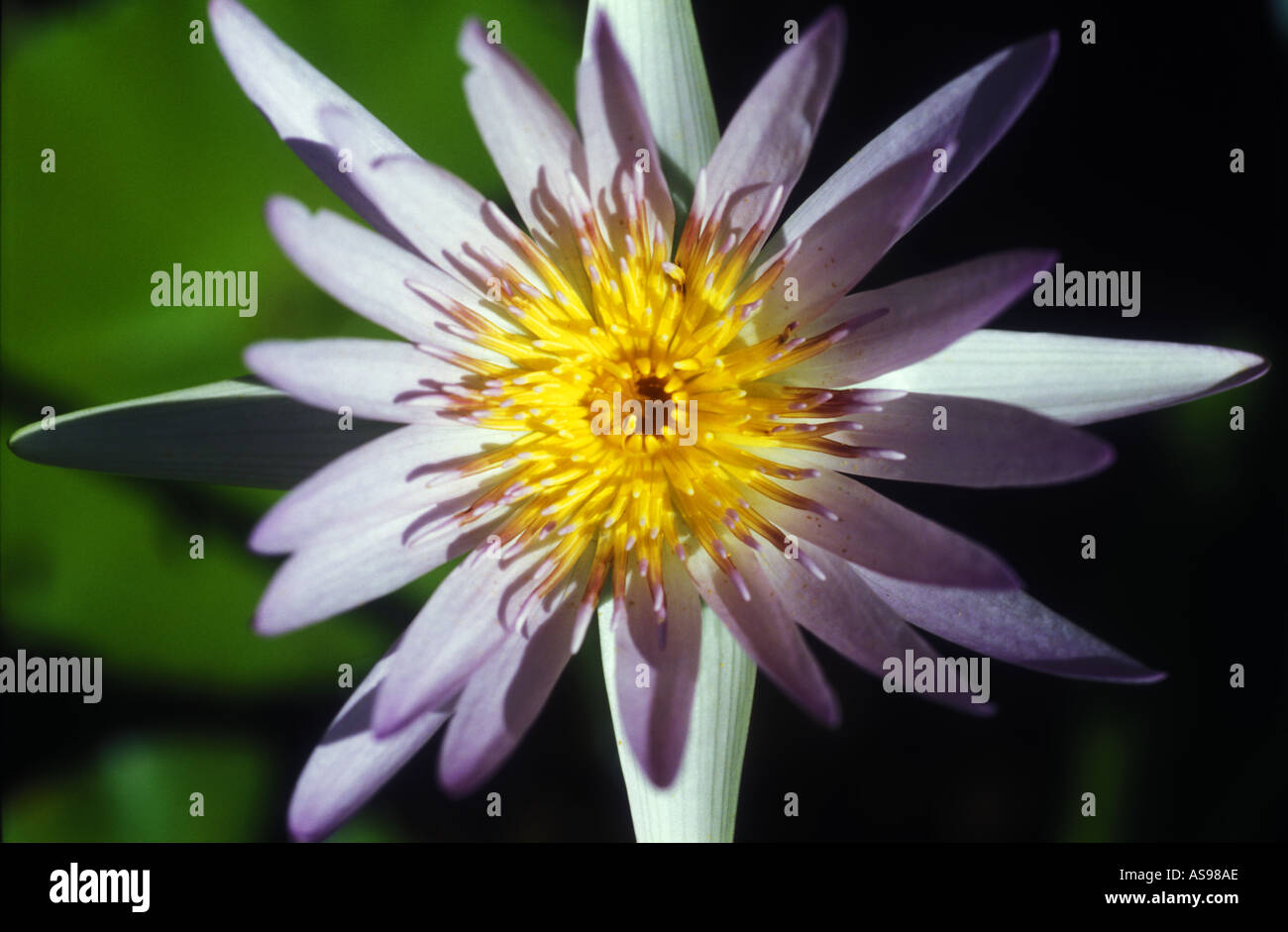 Australian Peace Lily Flower High Resolution Stock Photography and ...